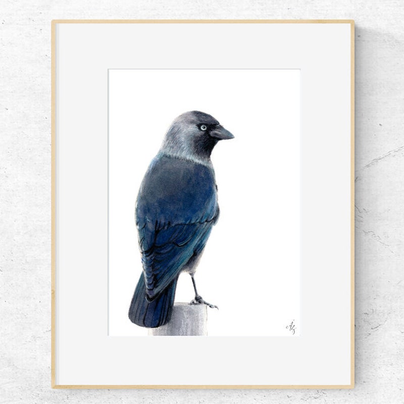 Jackdaw - Etsy