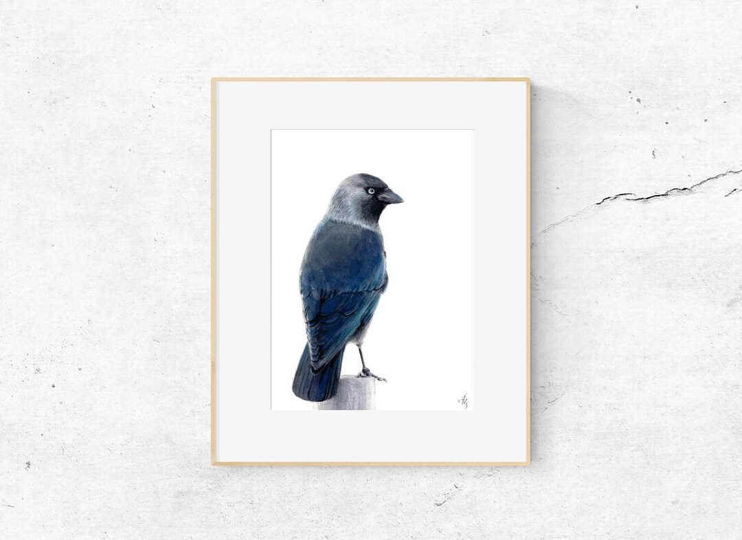 Jackdaw Art Print, Western Jackdaw, Watercolor Bird, Black Bird Print ...