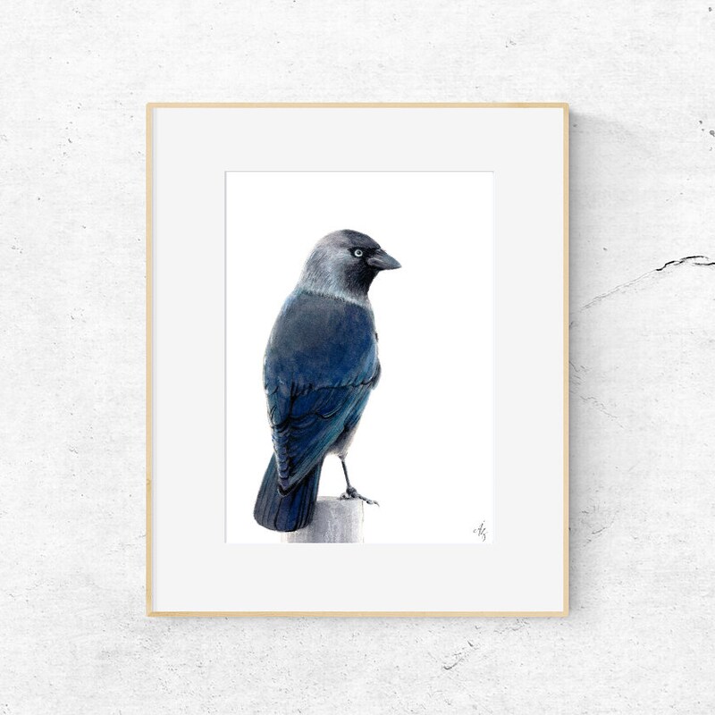 Jackdaw - Etsy