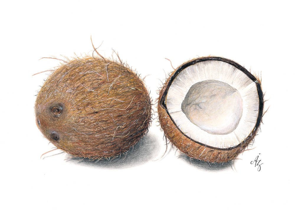Coconut Art Print, Coconut, Realistic Art, Wall Decor, Kitchen Art ...
