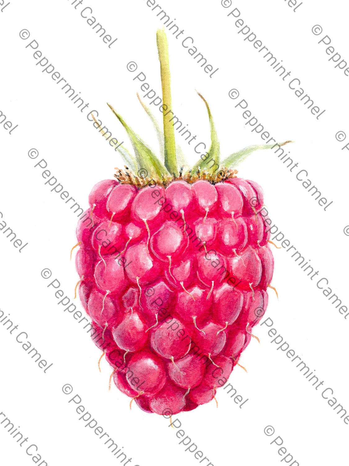 Raspberry Art Print, Watercolor Raspberry Print, Botanical Berry Art ...