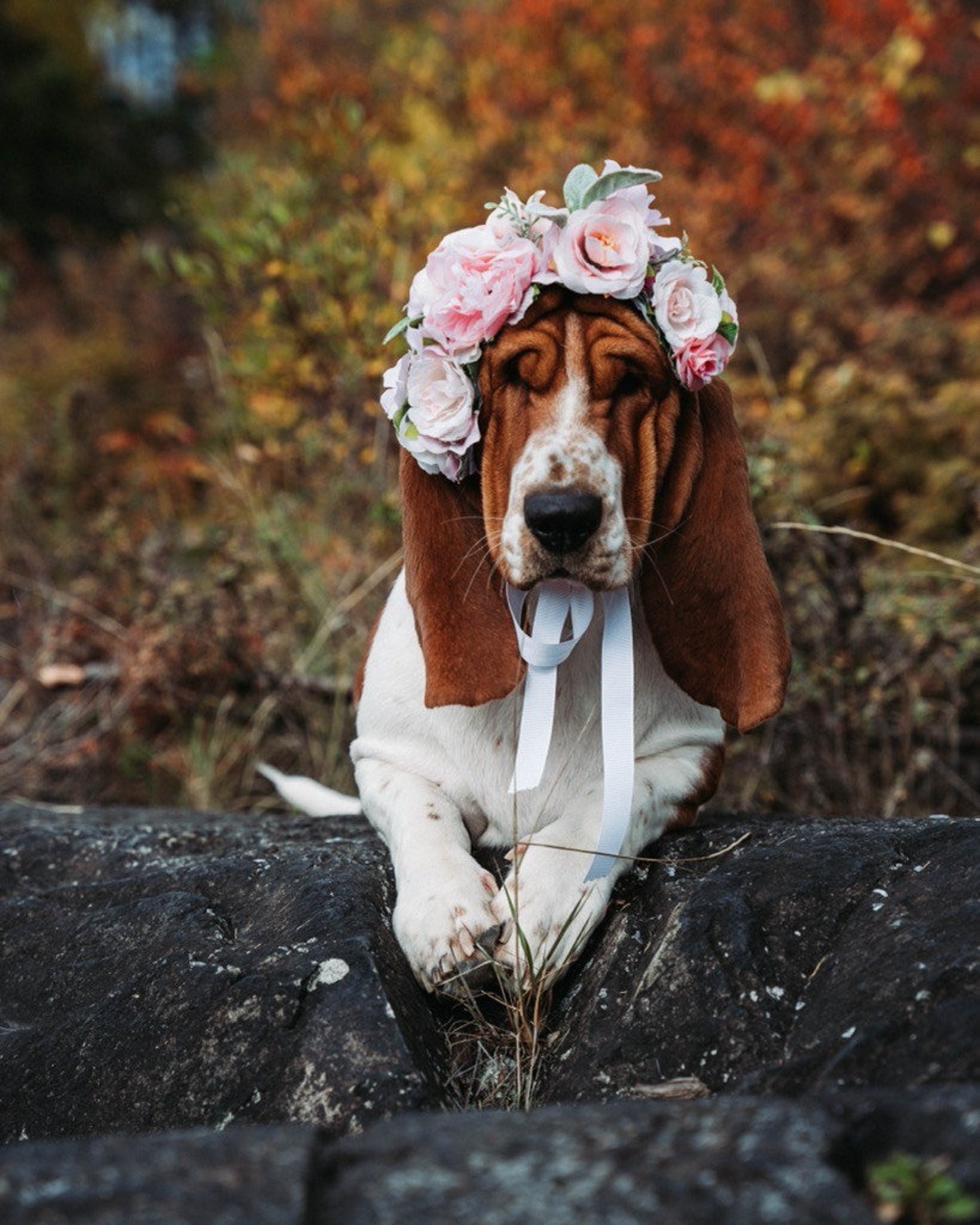 Flower Crown for Dog Dog Flower Girl Dog Flower Crown Dog - Etsy