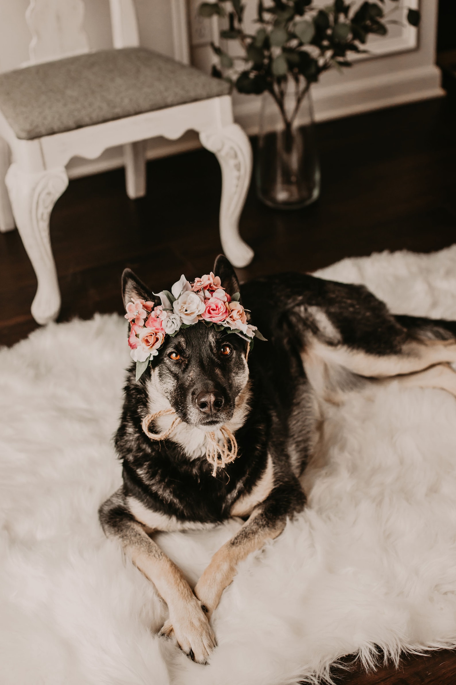 Flower Crown for Dog Pet Wedding Dog Floral Wreath Dog | Etsy