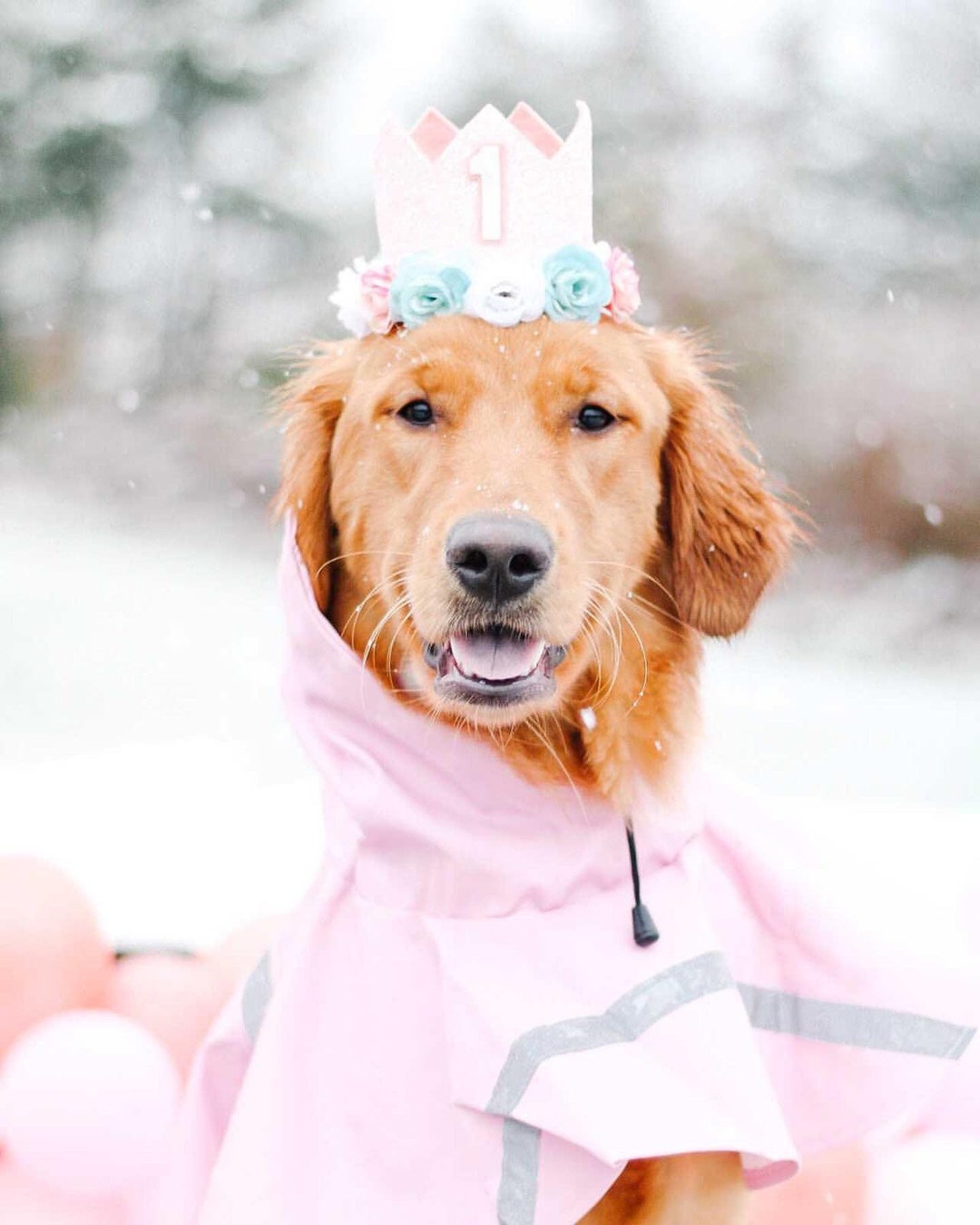 Dog Birthday Crown, Pet Birthday Crown, Dog Crown, Pet Crown, Dog Party ...