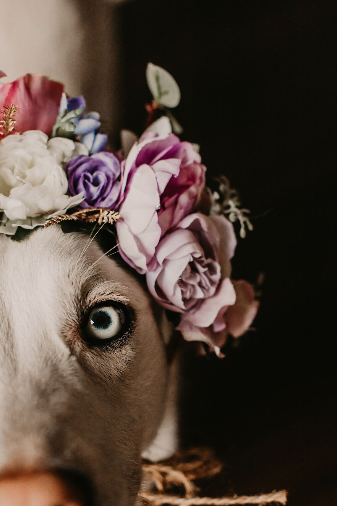 Flower Crown for Dog Pet Wedding Dog Floral Wreath Dog | Etsy