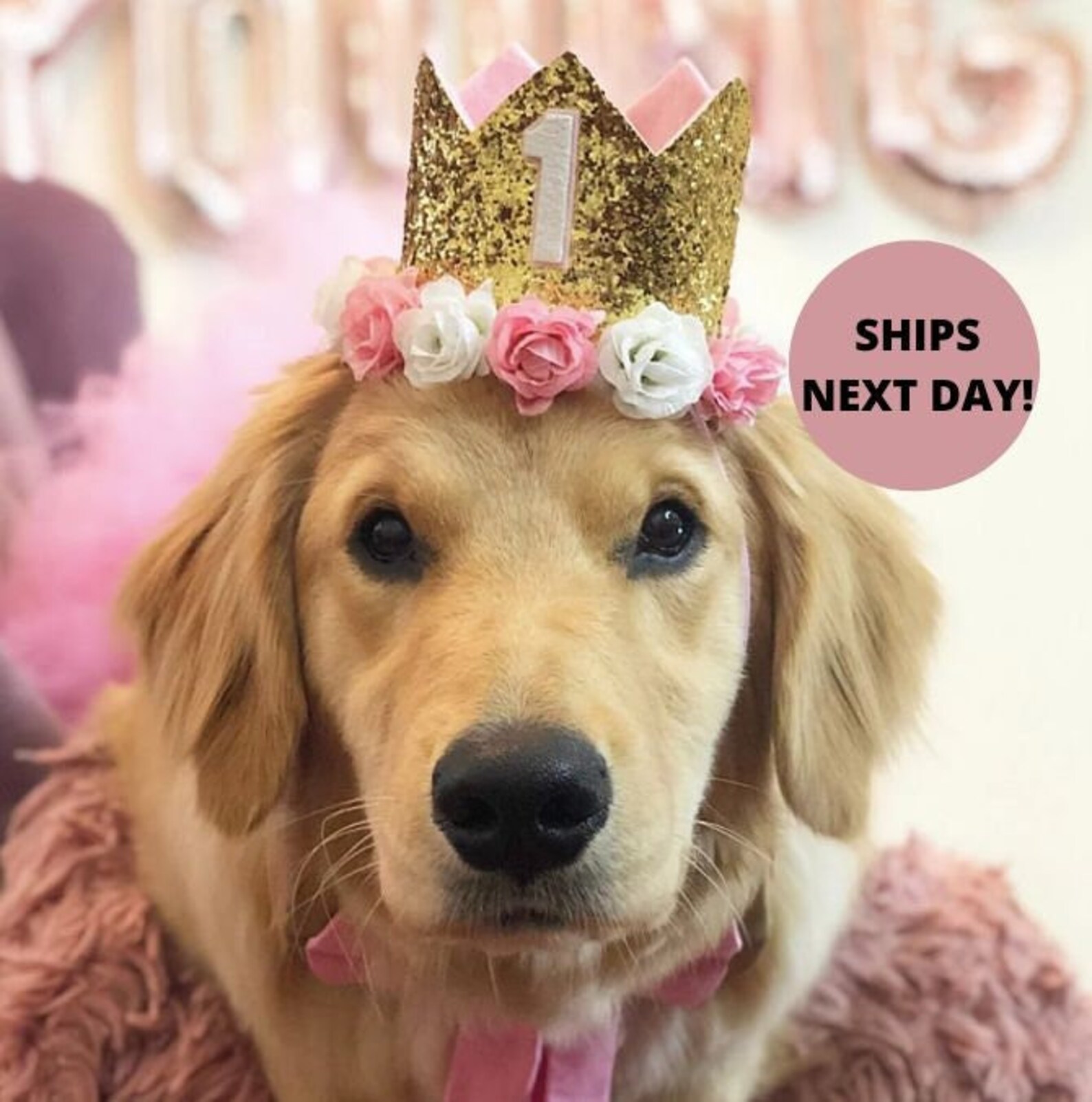 Custom Pet Birthday Crown Dog Crown Large Dog Birthday Party - Etsy