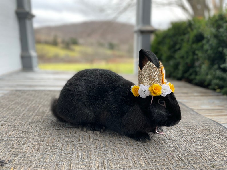 Party Hat for Rabbit Bunny Birthday Crown Rabbit Birthday - Etsy