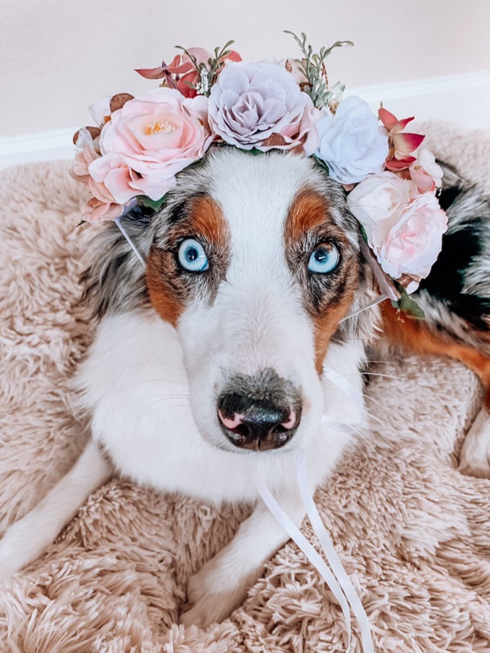 Dog Flower Crown Dog Floral Crown Dog Photography Prop Dog - Etsy
