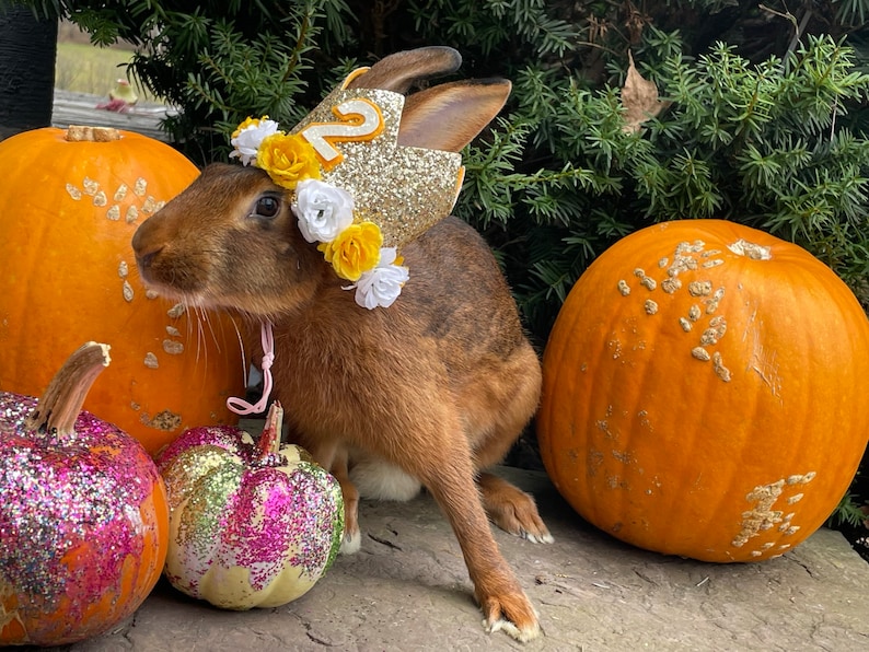 Party Hat for Rabbit Bunny Birthday Crown Rabbit Birthday - Etsy