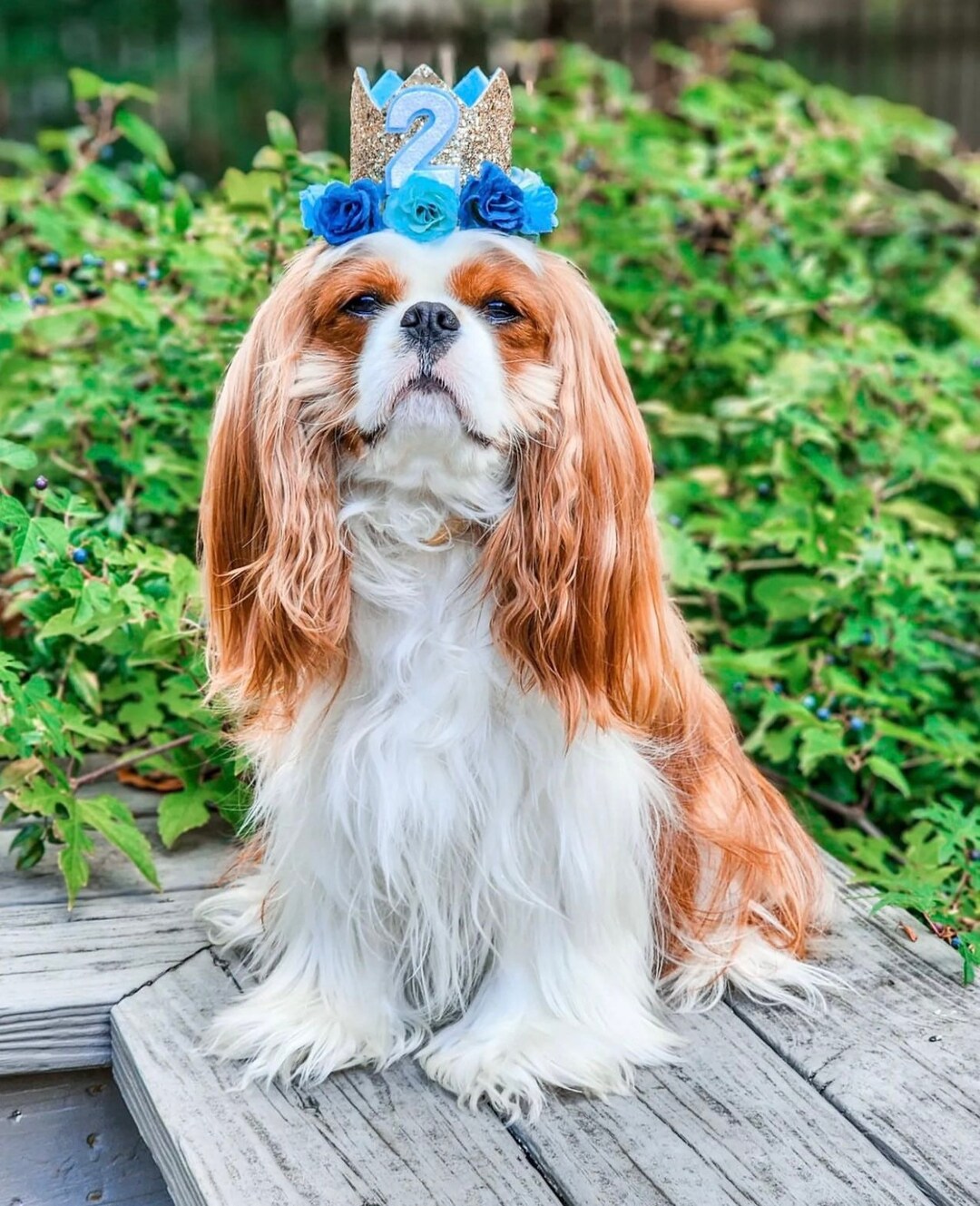 Dog Birthday Crown, Pet Birthday Crown, Dog Crown, Pet Crown Dog Party ...