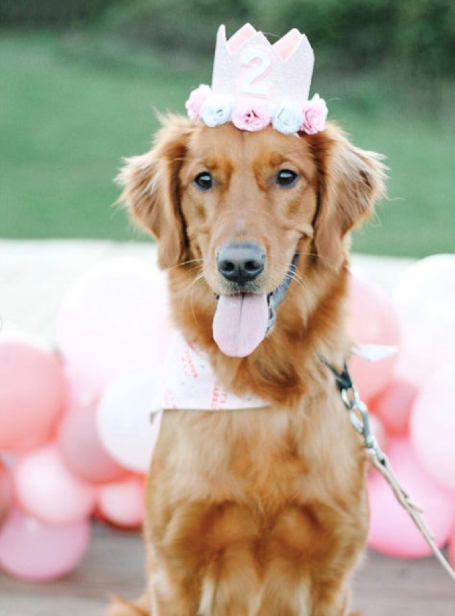 Dog Birthday Crown Pet Birthday Crown Dog Crown Pet Crown - Etsy