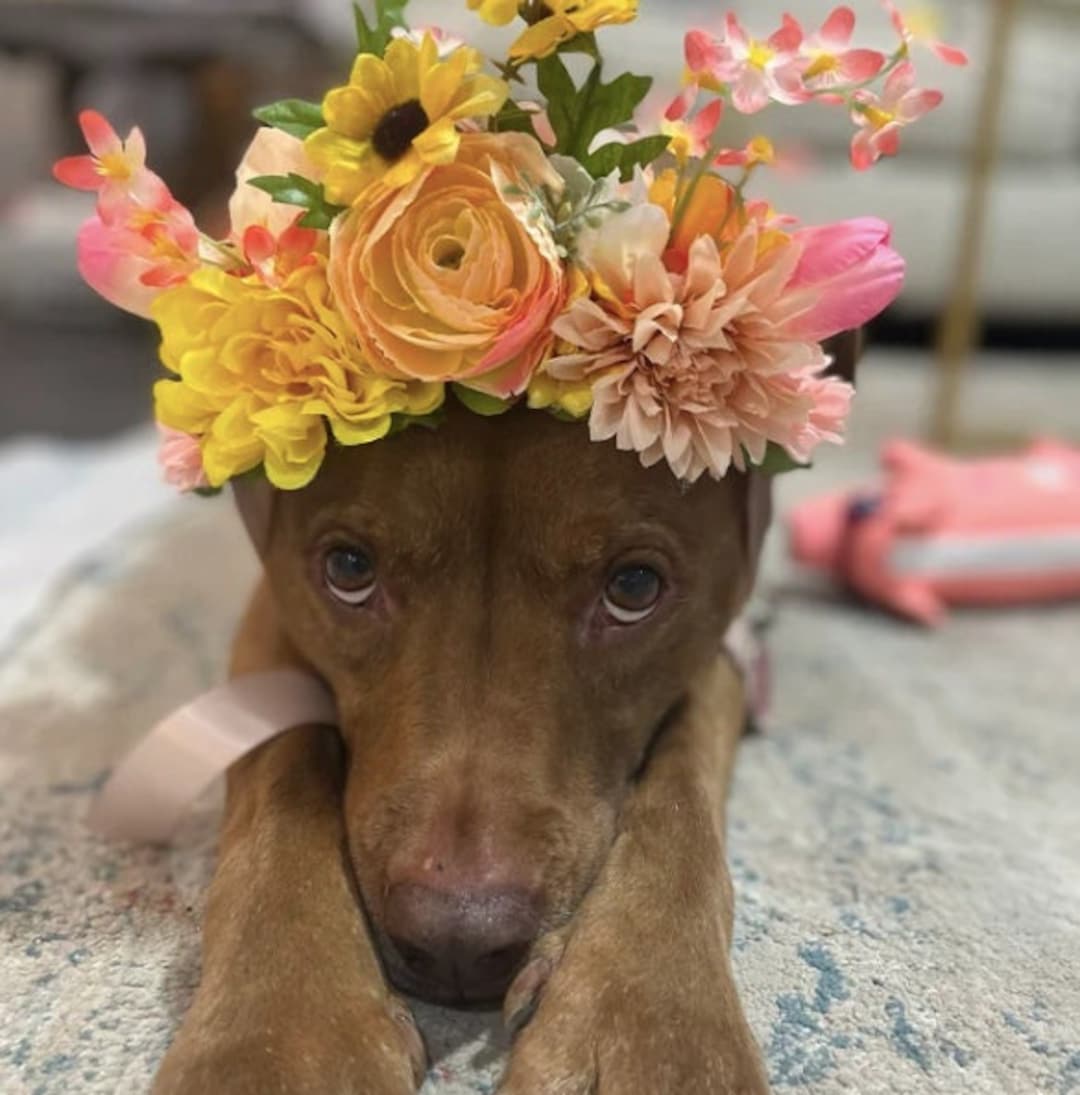 Dog Costume Flower Crown Headpiece Dog Floral Accessory Crown Boho ...