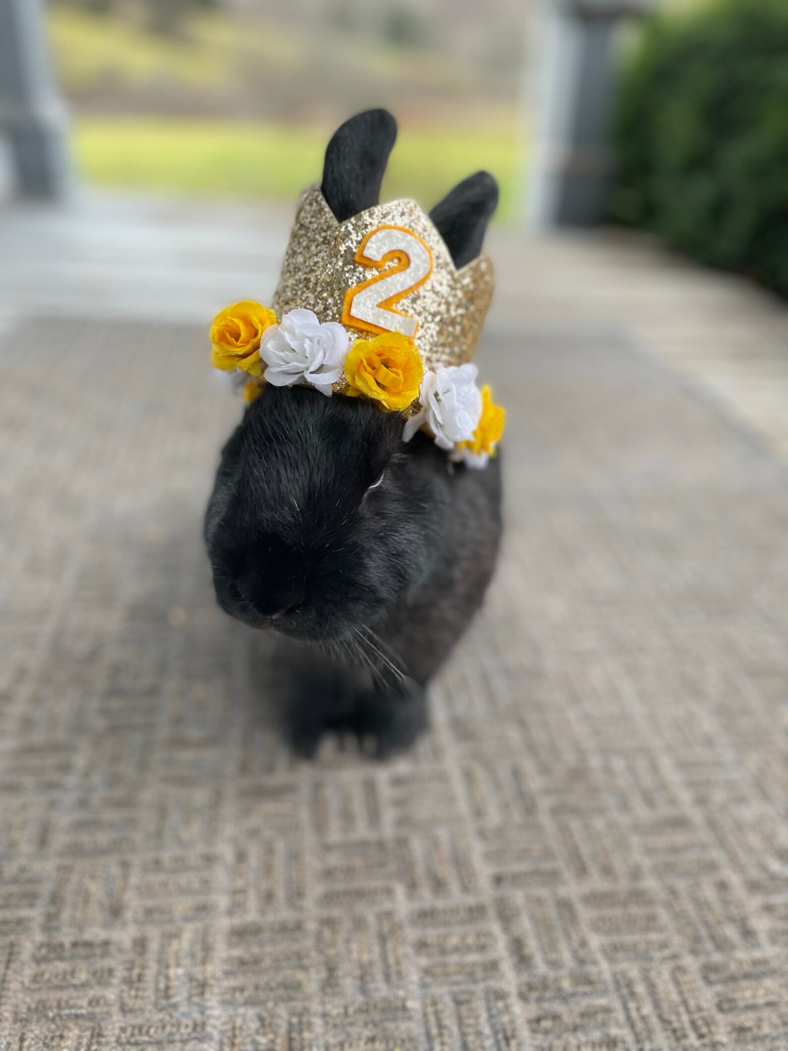 Party Hat for Rabbit, Bunny Birthday Crown, Rabbit Birthday Crown ...