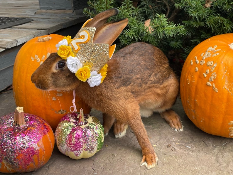 Party Hat for Rabbit Bunny Birthday Crown Rabbit Birthday - Etsy