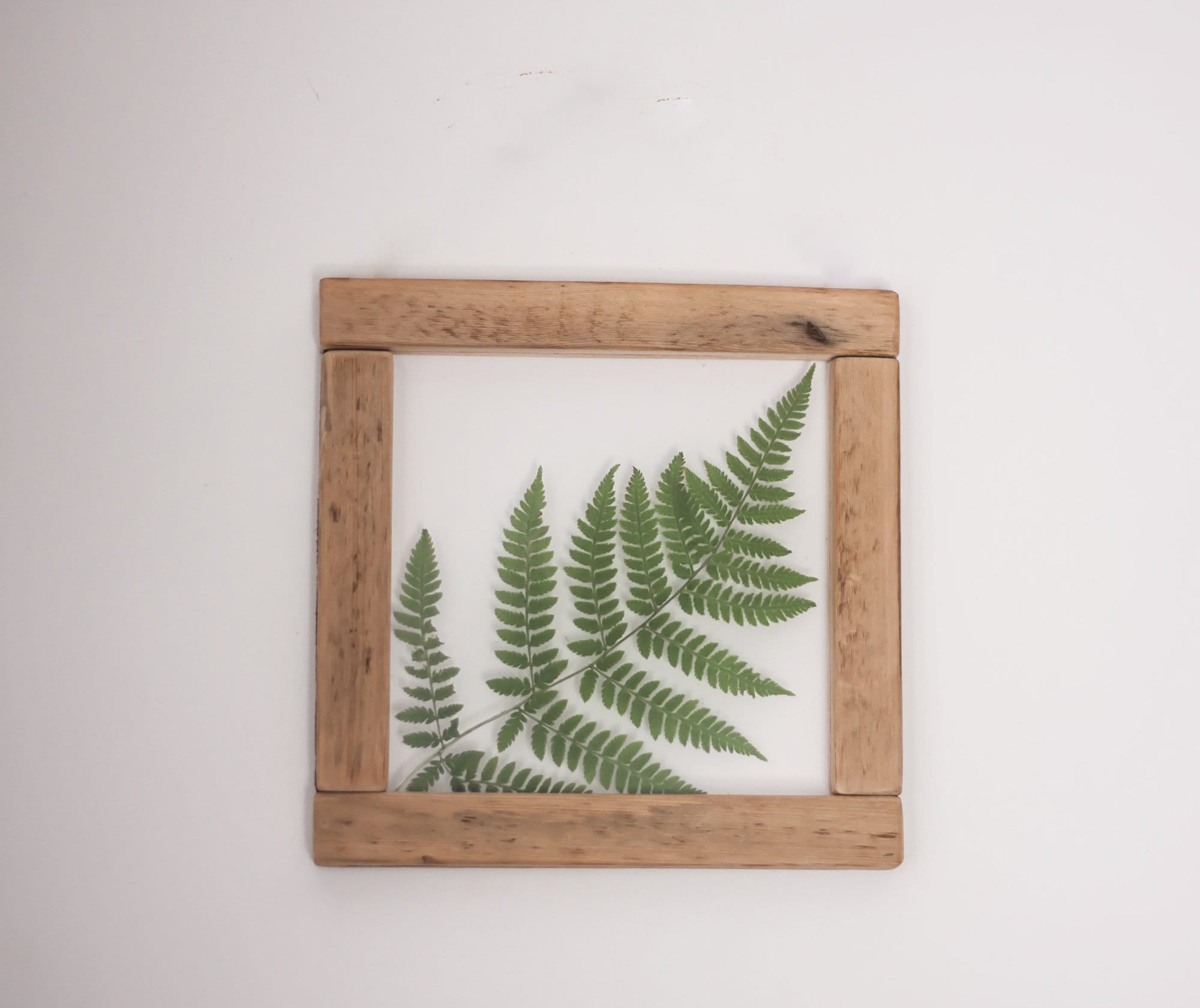 Magic of Fern Wall Decor 8x8 Pressed Fern | Etsy