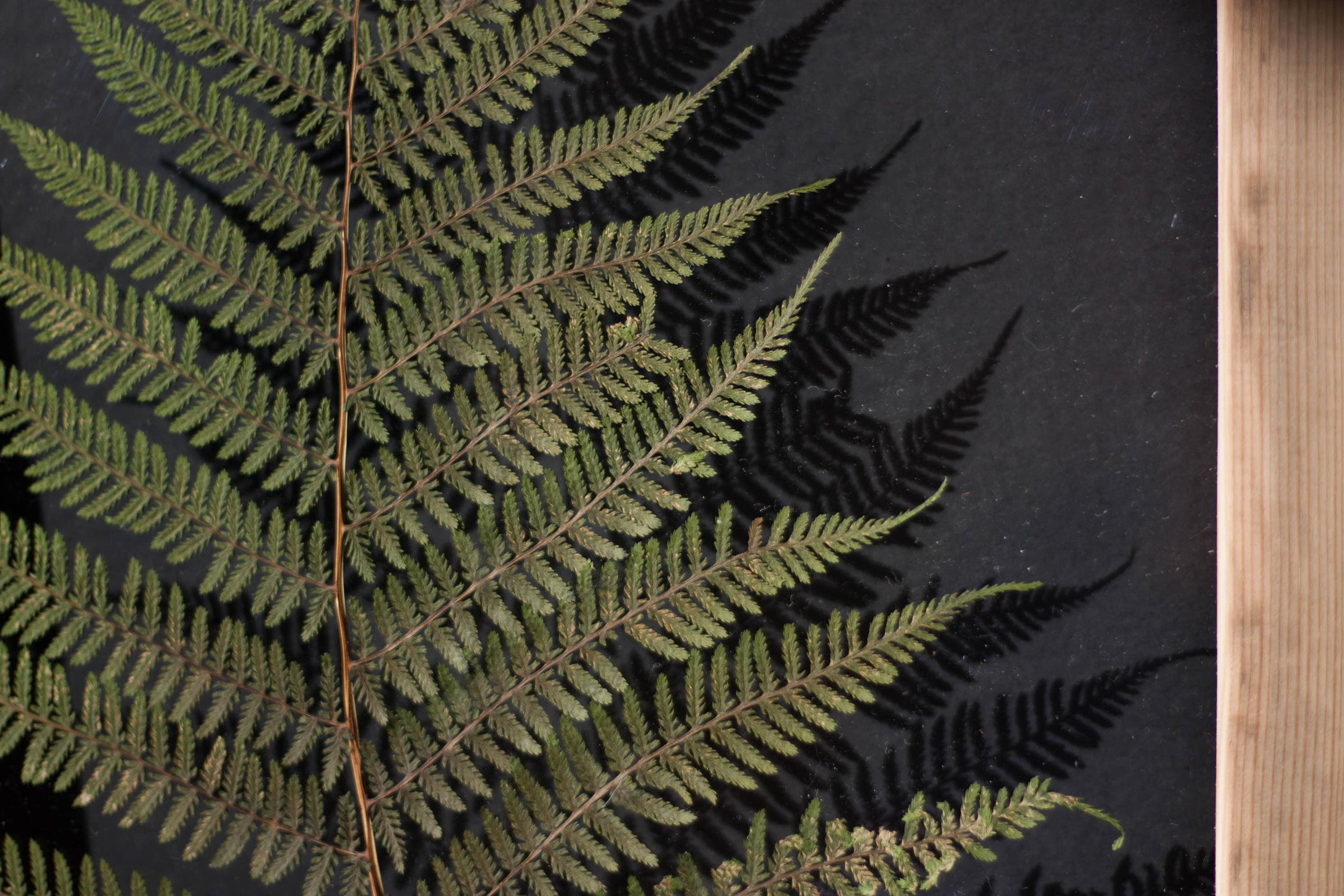 Huge Fern Wall Decor 13x18