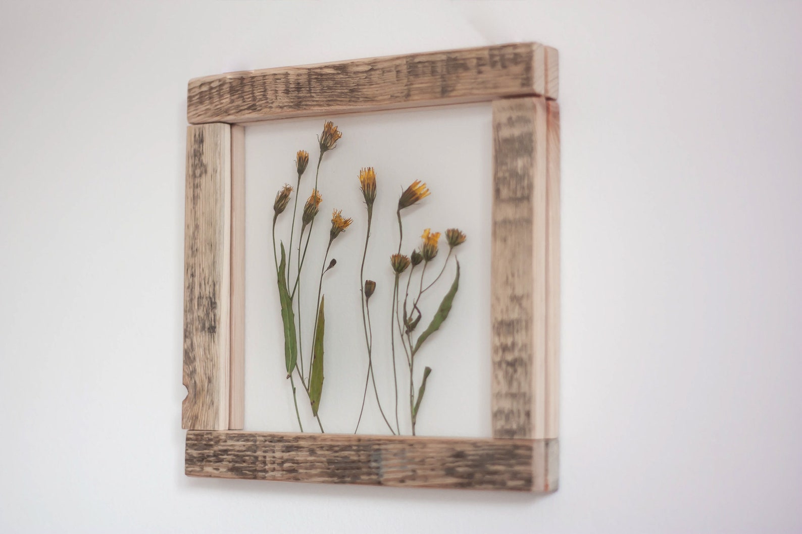Real Pressed Dandelions 8x8" - Pressed Flower Wall Art- Foliage ...