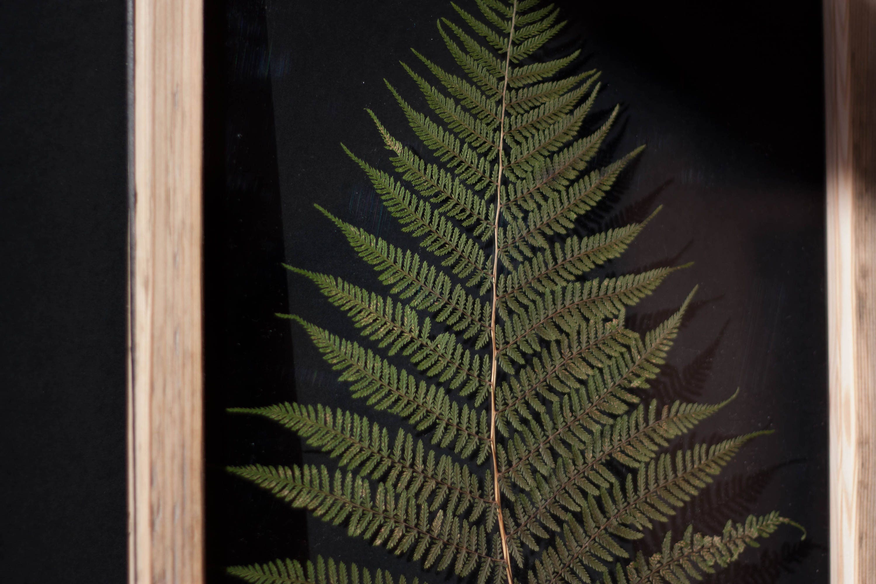Huge Fern Wall Decor 13x18
