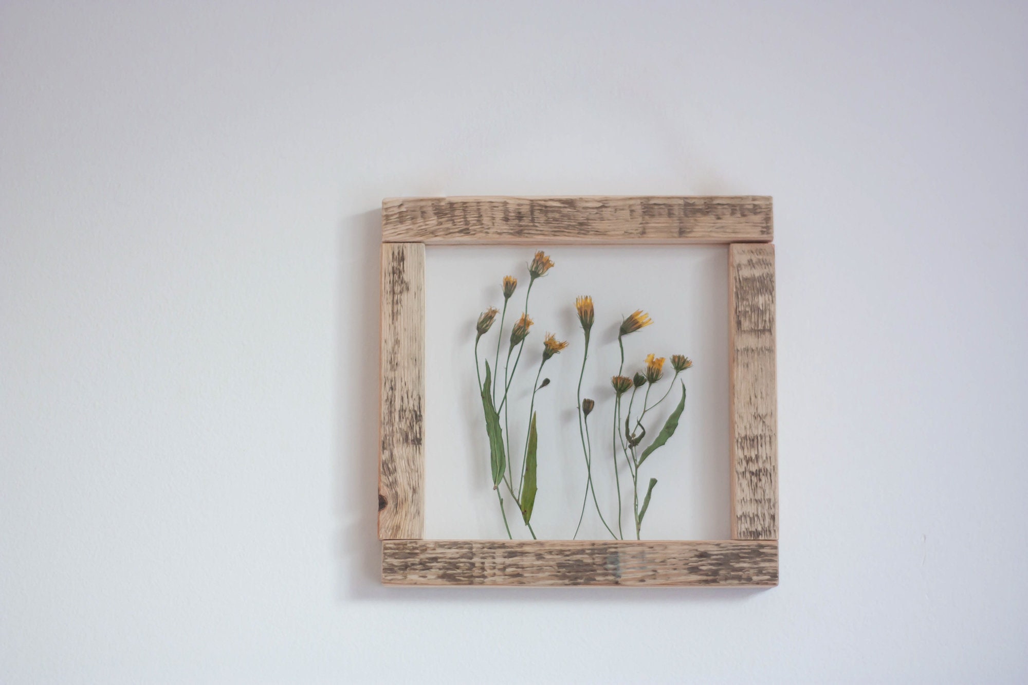 Real Pressed Dandelions 8x8 Pressed Flower Wall Art - Etsy