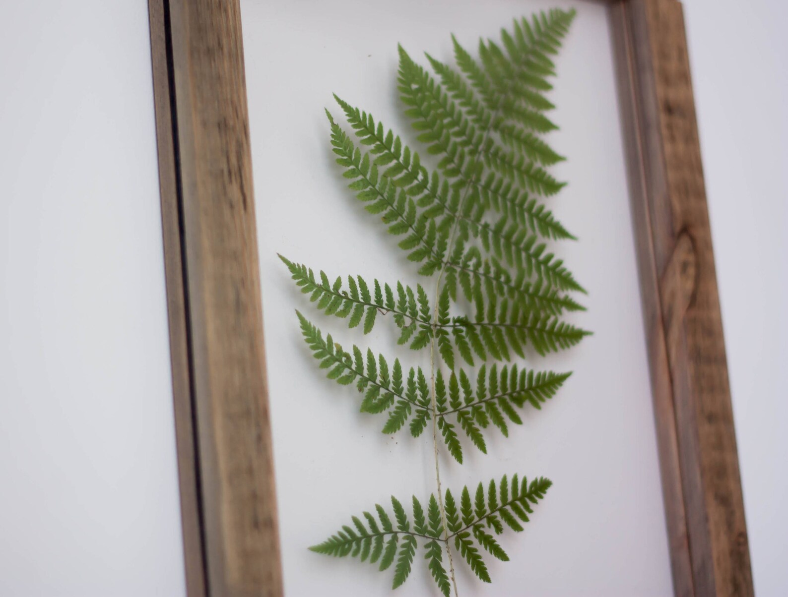 The Magic of Fern Large Wall Decor 10.5x12.5 Pressed | Etsy