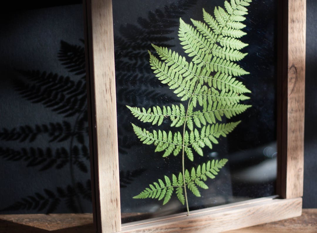 The Magic of Fern - Large Wall Decor 10.5x12.5" - Pressed Fern ...