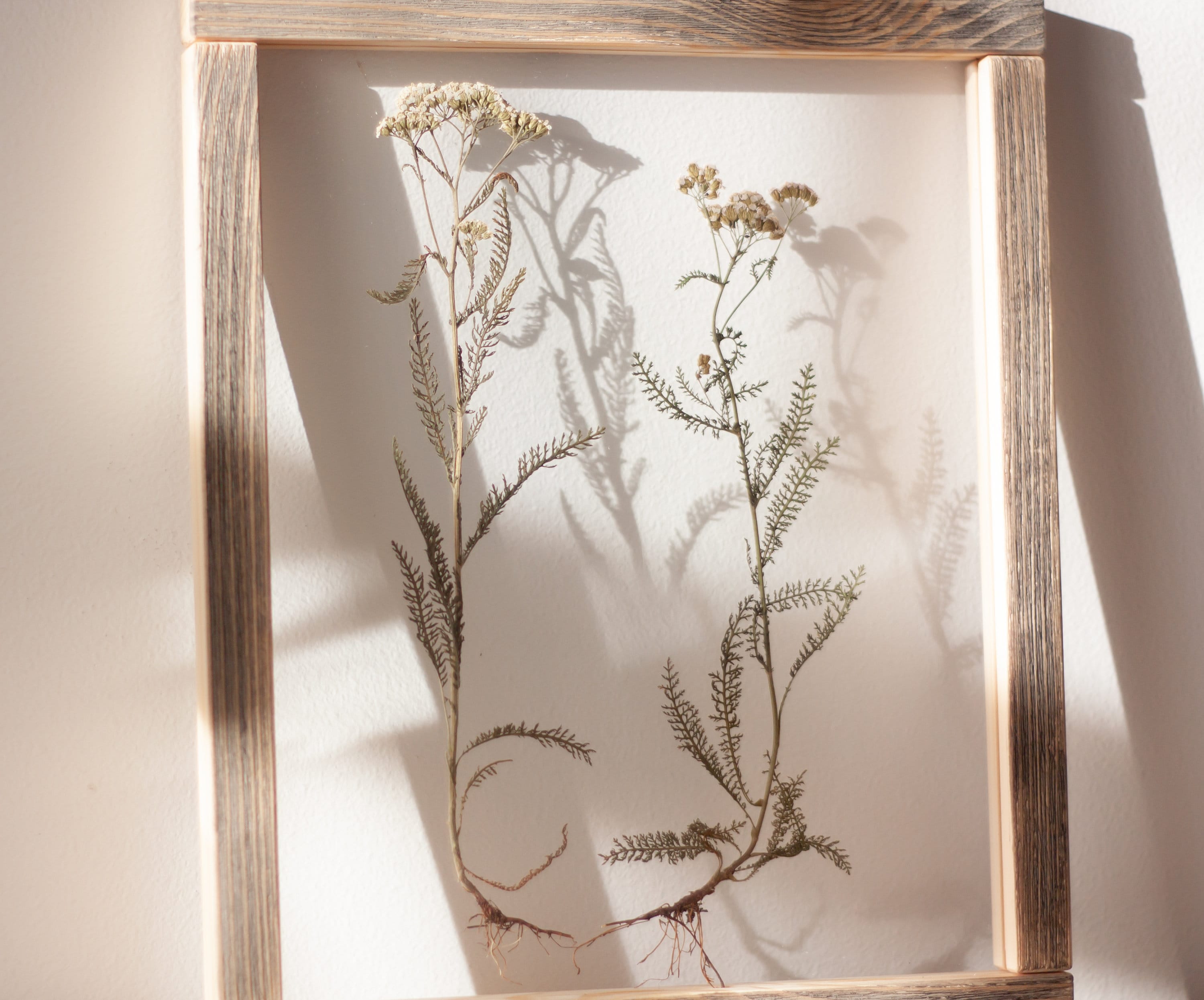 Botanicals framed in a wooden frame 10.5x12.5 Pressed | Etsy