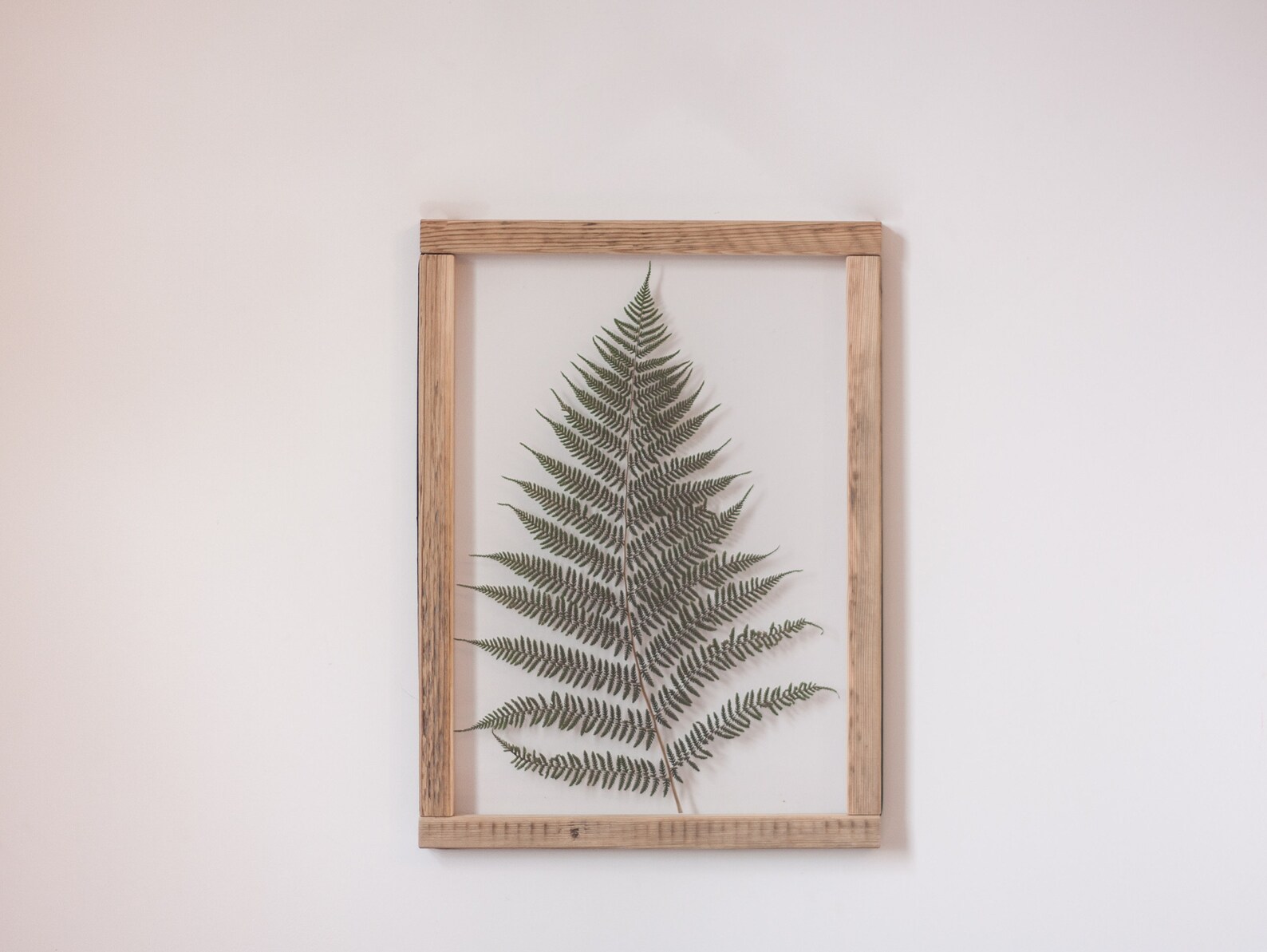 Huge Fern Wall Decor 13x18 Pressed Leaves Foliage - Etsy