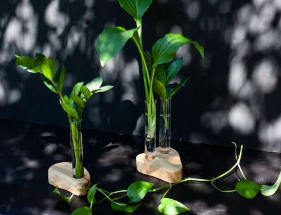 Oak Wood Propagation Station Plant Propagation Vessel | Etsy