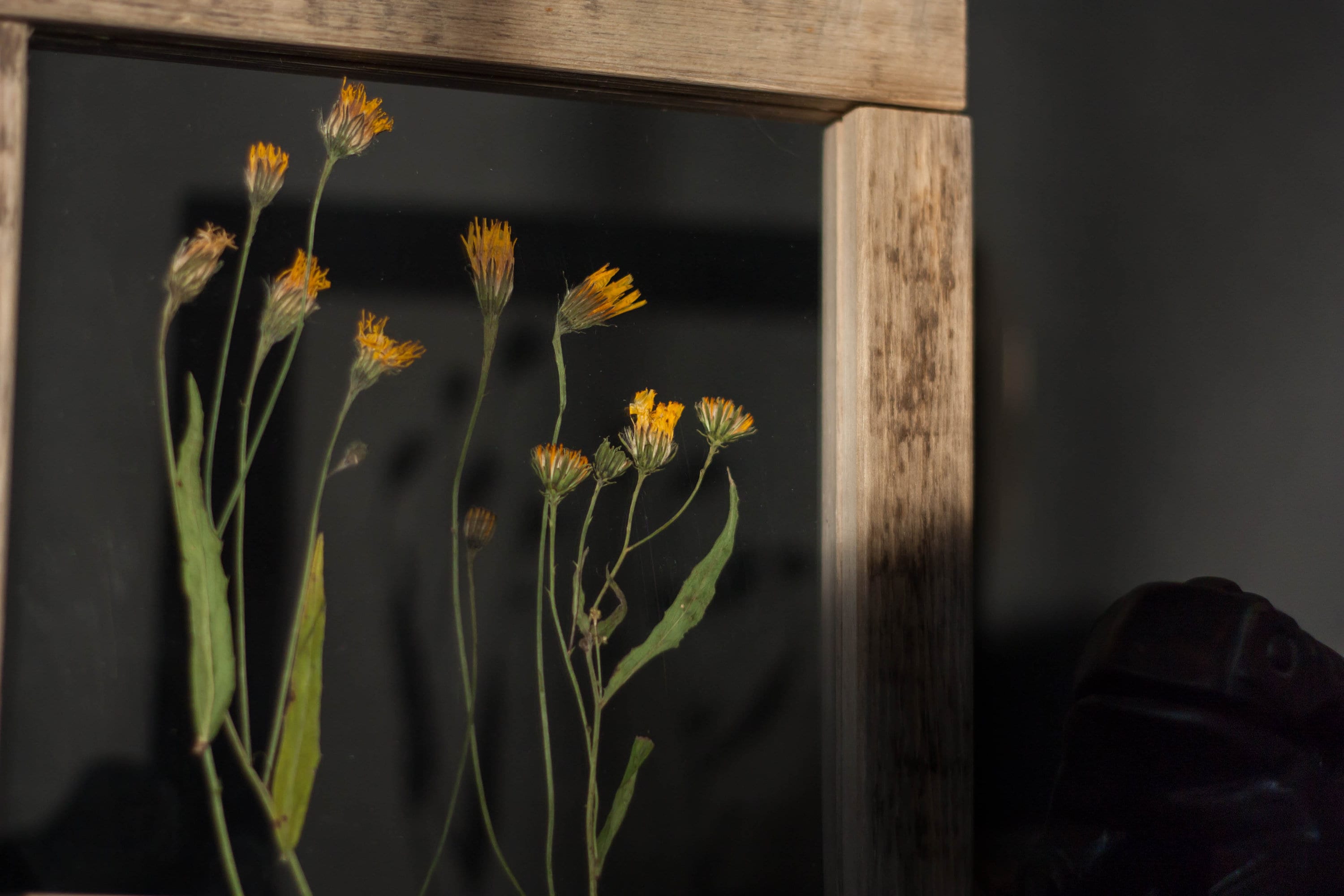 Real Pressed Dandelions 8x8 Pressed Flower Wall Art - Etsy
