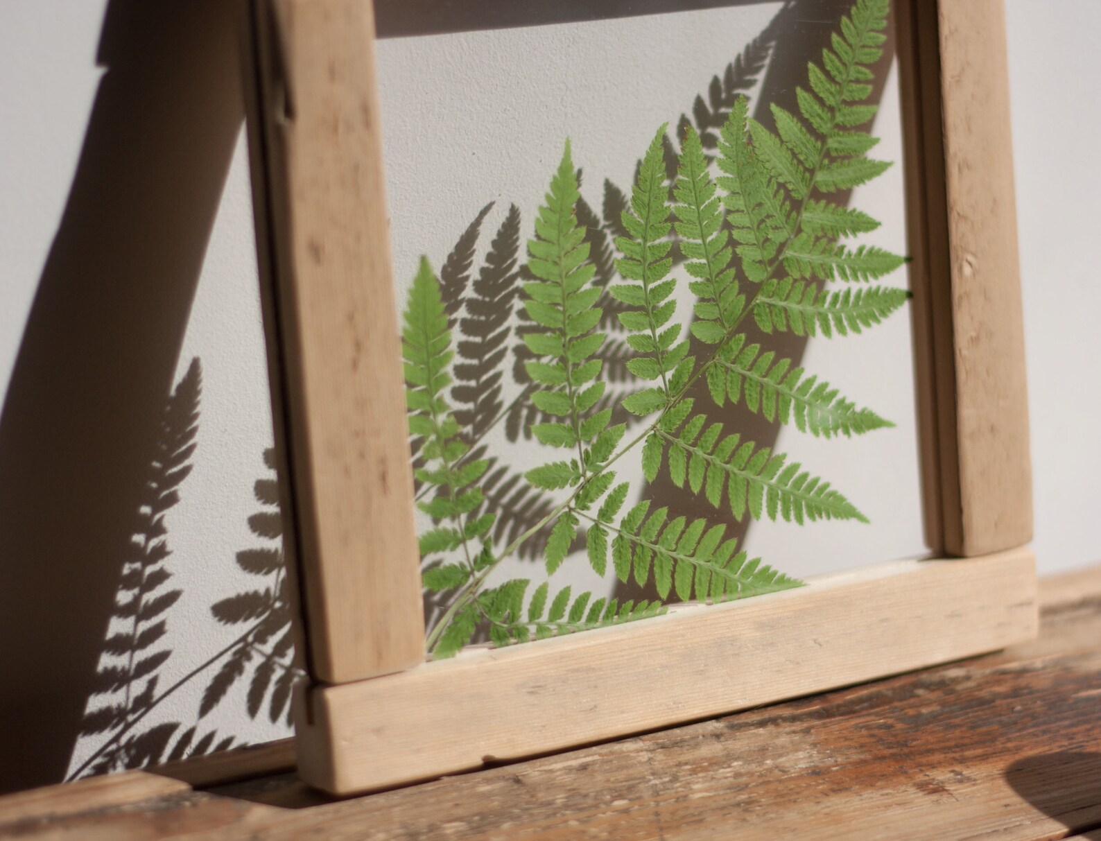 Magic of Fern - Wall Decor 8x8" - Pressed Fern - Herbarium - Wabi Sabi ...
