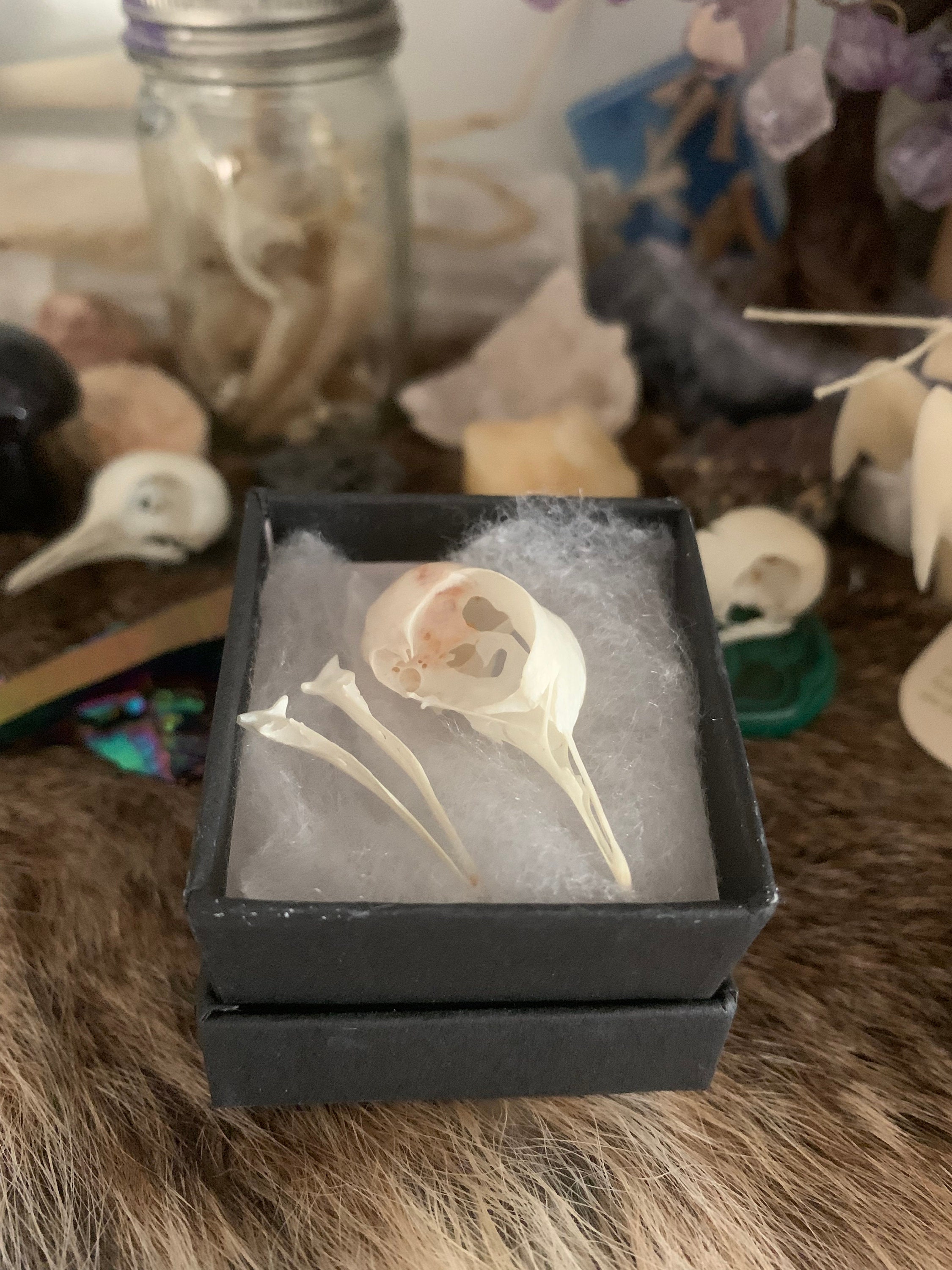 Dove Skull mourning Dove - Etsy