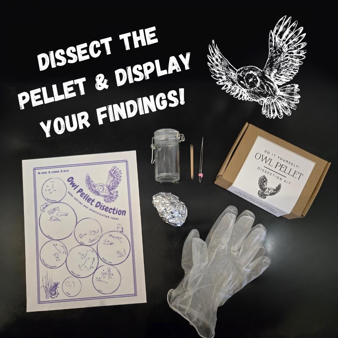 Owl Pellet Dissection Kit - Everything You Need! Great Horned Owl ...