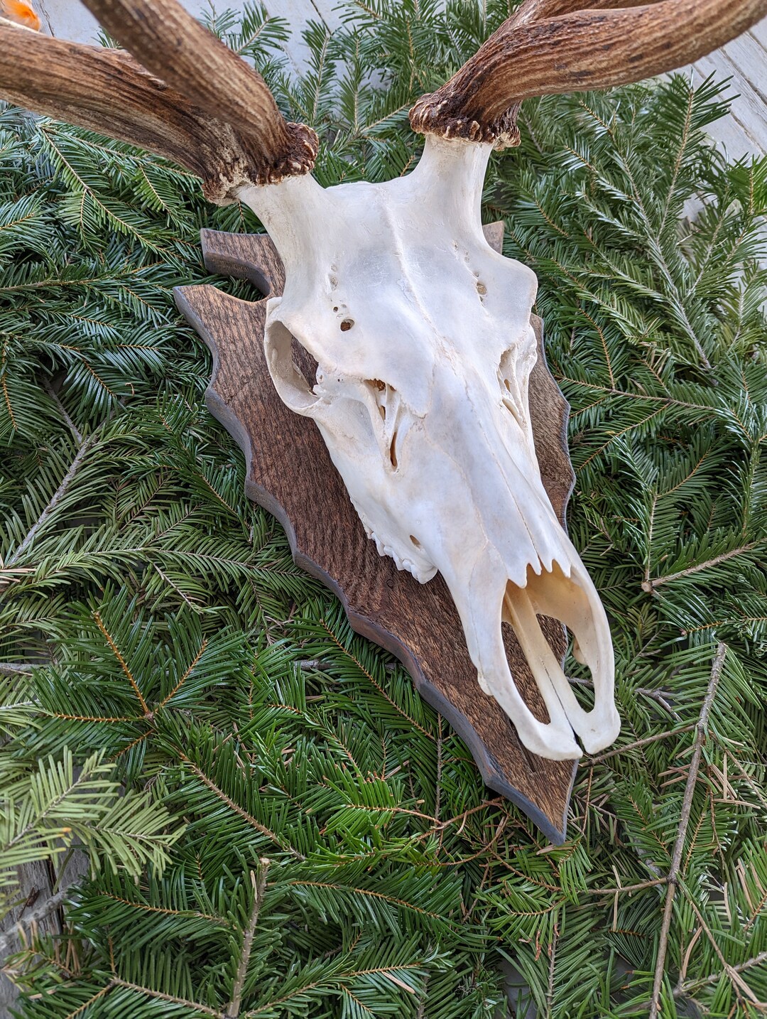 LARGE Skull Mount (board Only) - European Mount - Barnwood Arrowhead - Etsy