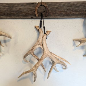 Shed Strap Antler Display - Shed Hanger - Shed Hunting Display Strap ...