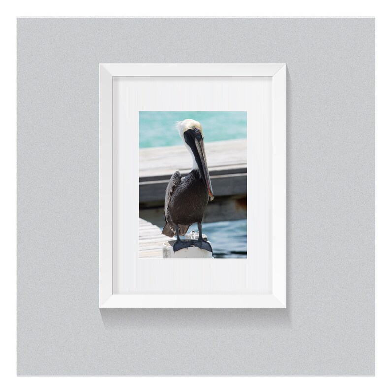 The Pelican Fine Art Matte Print Pelican Photography Bird - Etsy