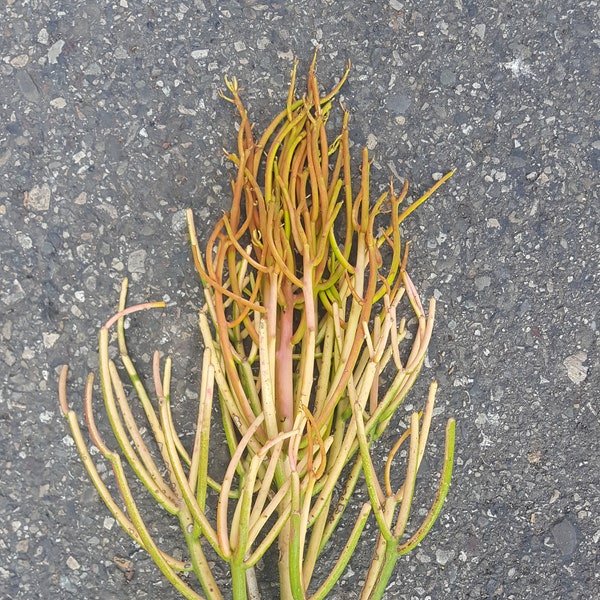 Fire Sticks Succulent - Etsy