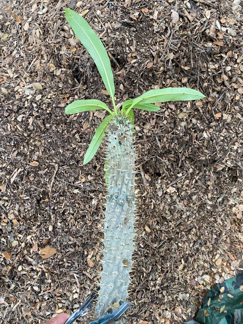 Madagascar Palm Cutting | Etsy