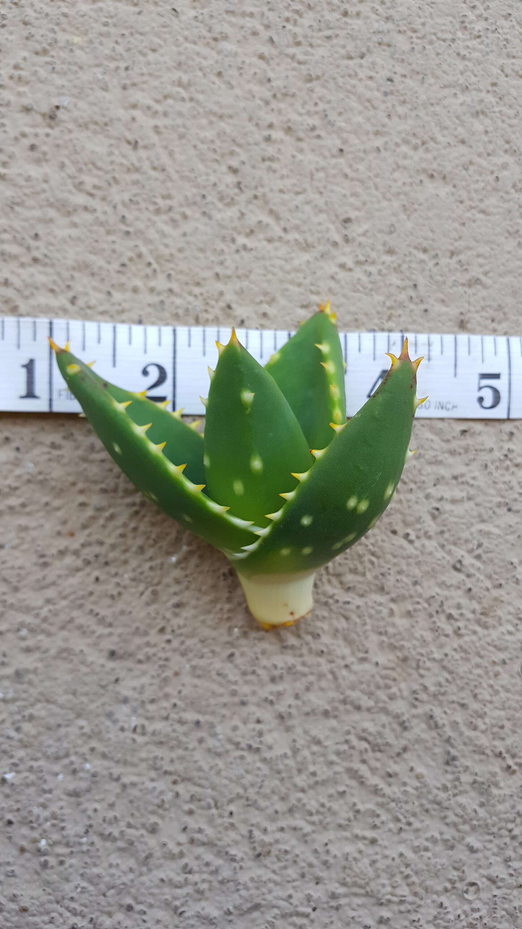 Aloe Vera Tigers Tooth Succulent Awesome Cutting | Etsy