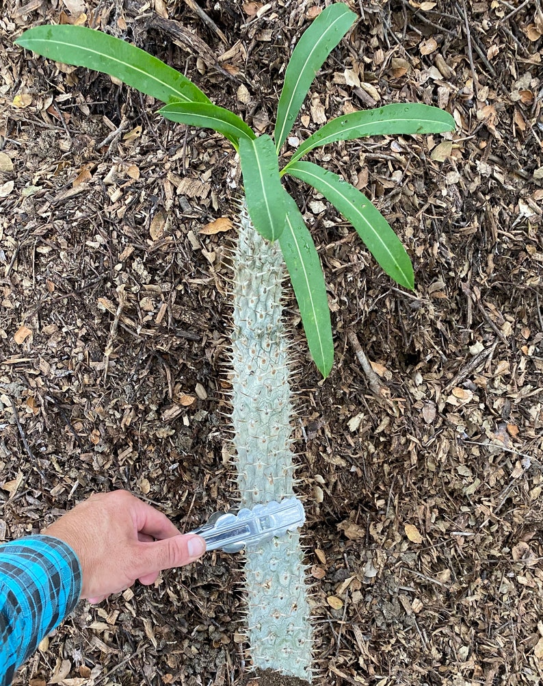 Madagascar Palm Cutting - Etsy