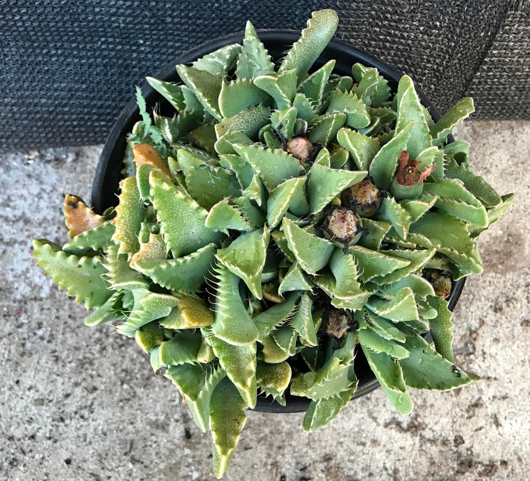 Tigers Jaw Mimicry Clustering Succulent - Etsy