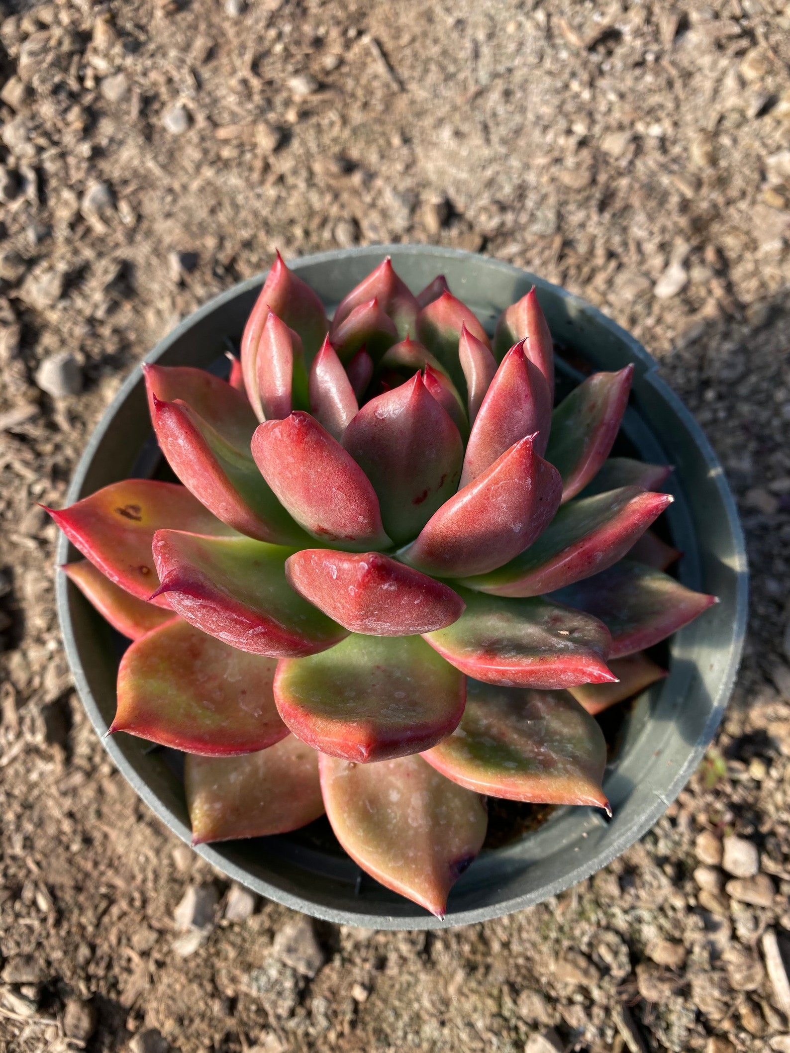 Echeveria Agavoides Scarlet Live Plant Rooted - Etsy