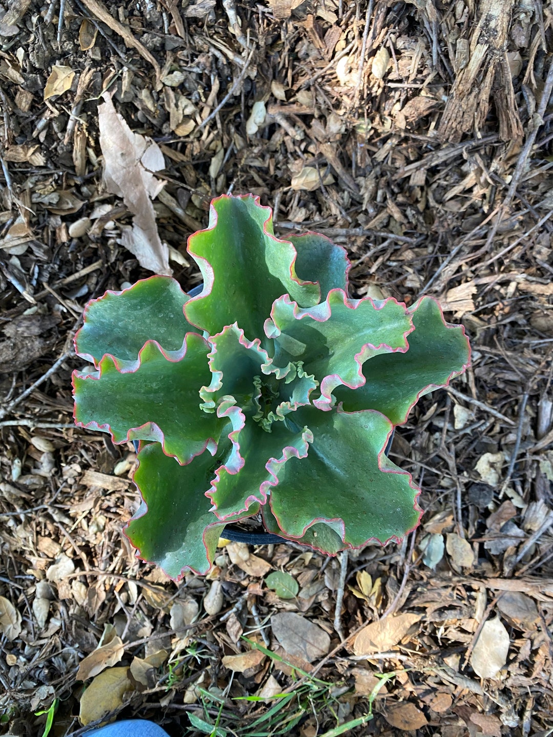 Echeveria, Crinoline Ruffles Pink Ruffles Succulent - Etsy