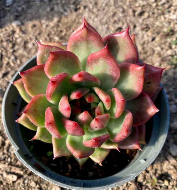 Succulents & Cacti Home & Living Live Rooted Succulent Echeveria Agavoides Miranda etna.com.pe