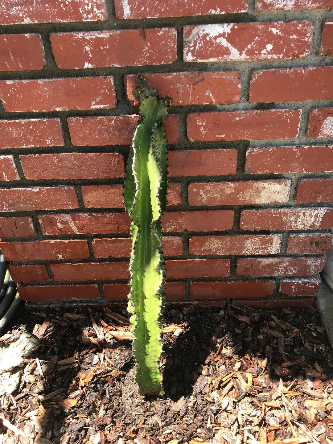 Euphorbia Candelabra Cutting - Etsy