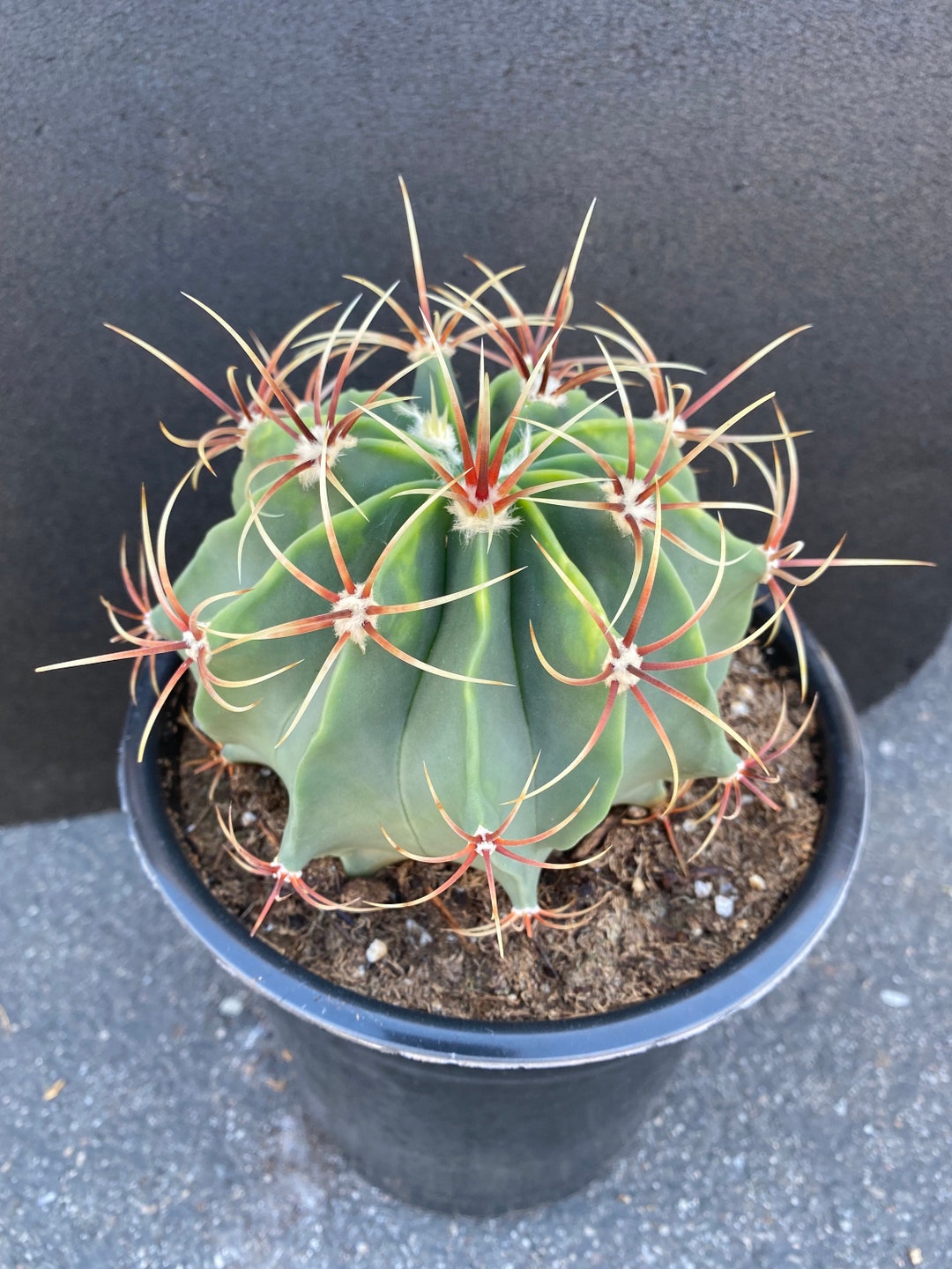 Fish Hook Barrel Cactus - Etsy