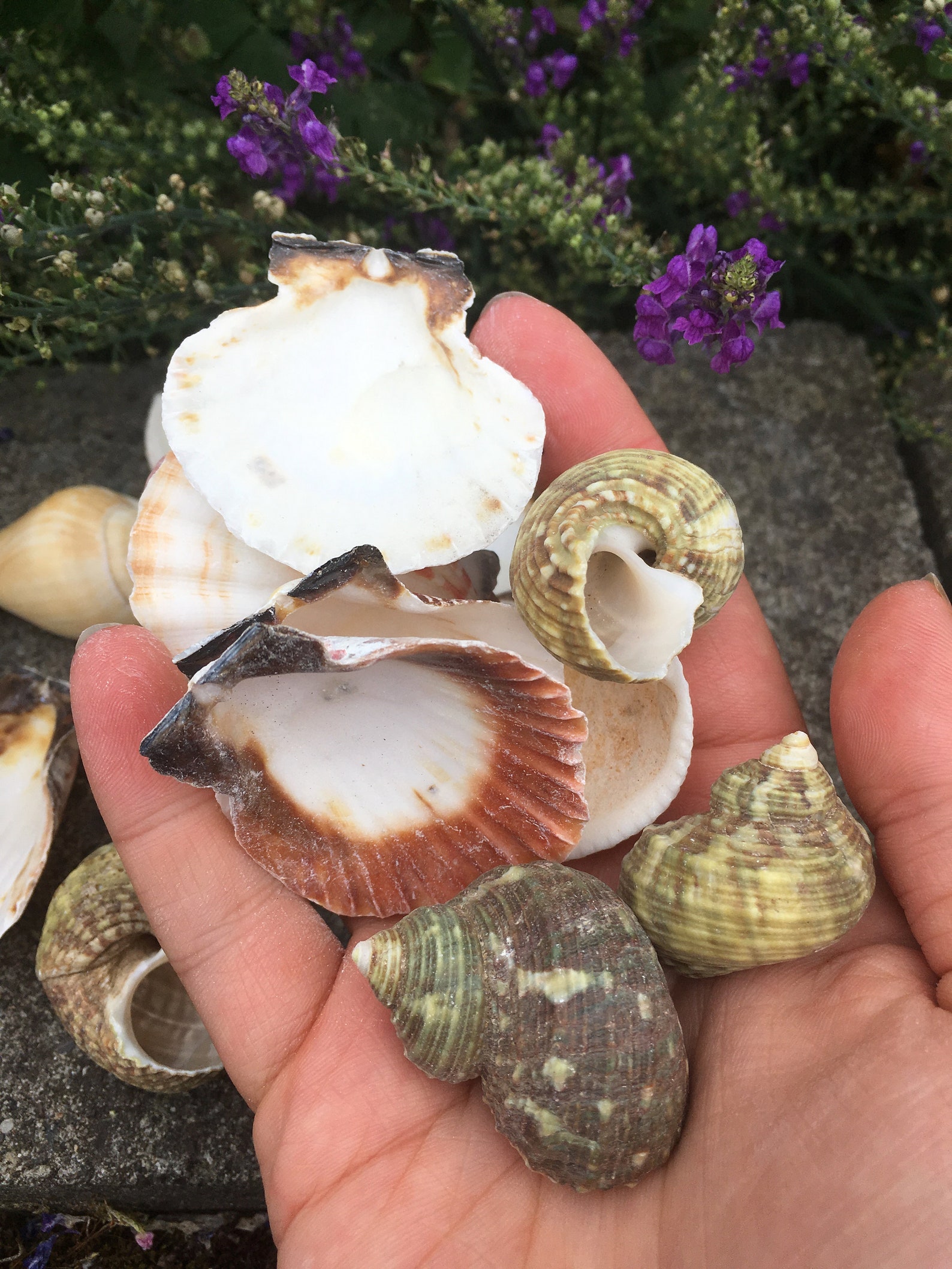 Bulk Craft Sea Shells - Etsy