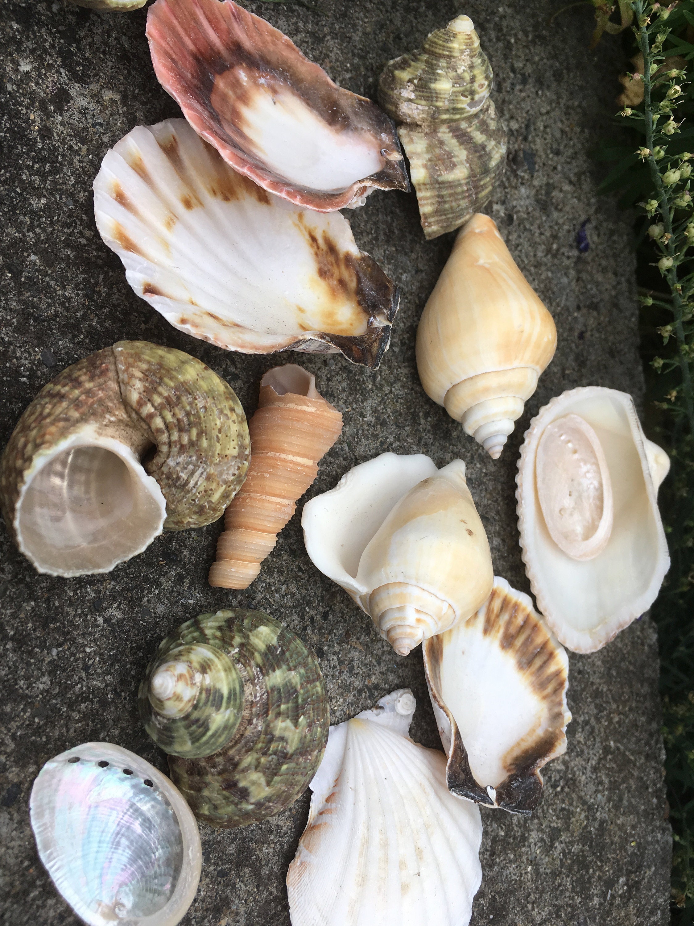 Bulk Craft Sea Shells - Etsy
