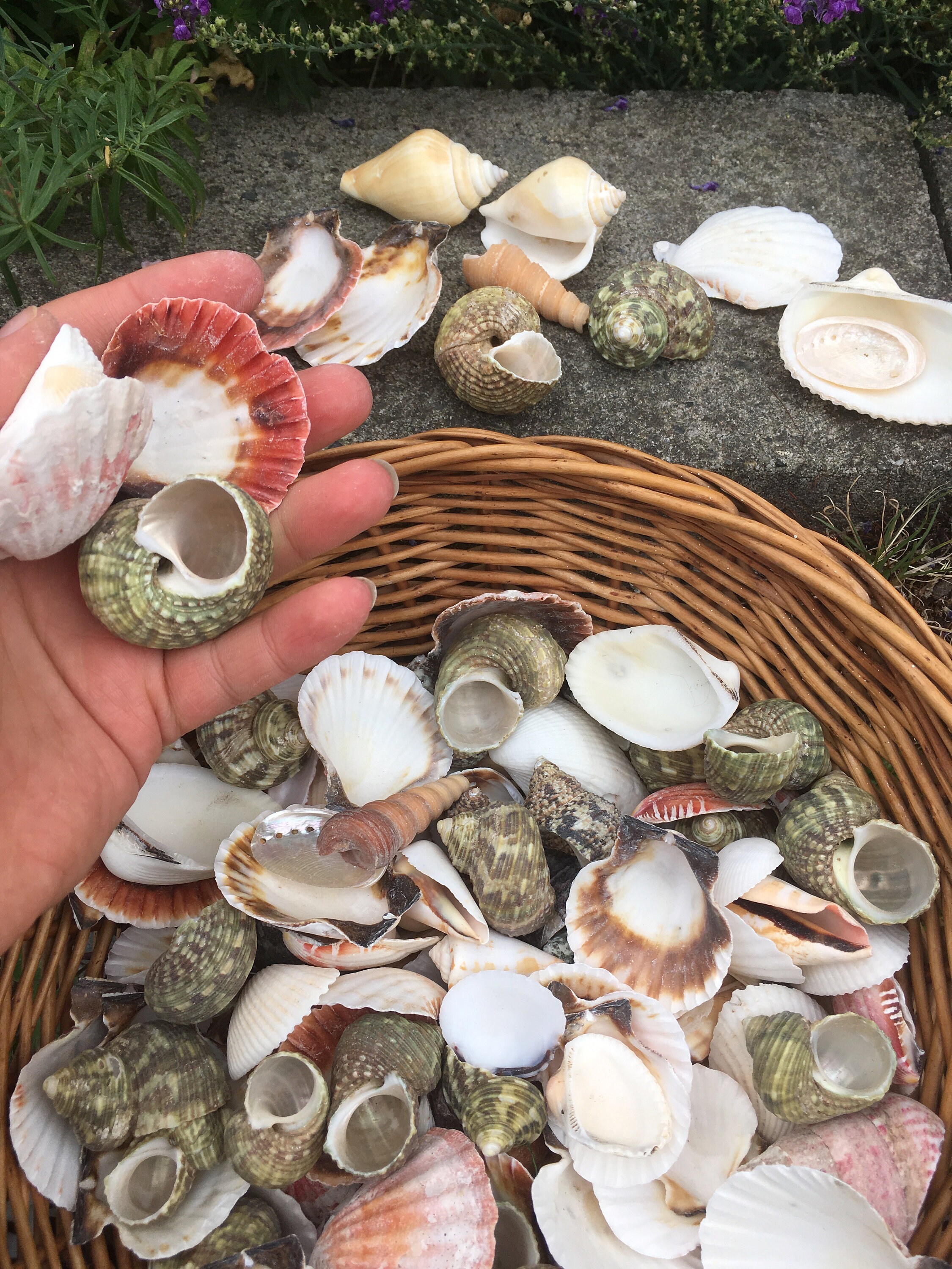 Bulk Craft Sea Shells - Etsy