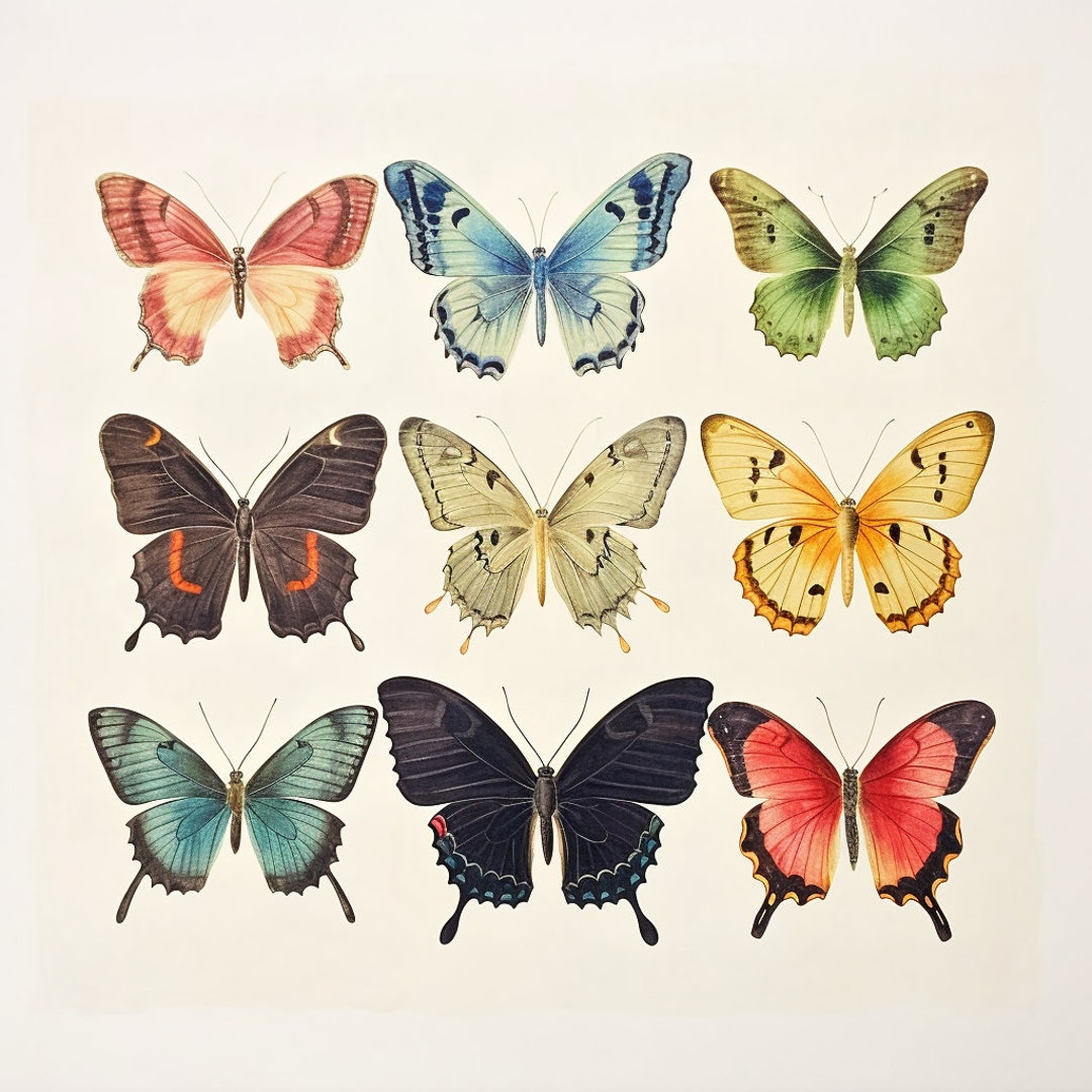 Vintage Butterfly Identification Print - Digital Download - Entomology ...