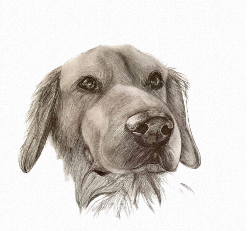 Custom Pet Pencil Sketch Digital File Hand-drawn Pet Portrait as a ...